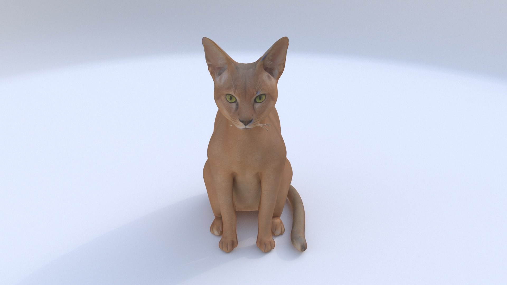 3D Abyssinian Seated Model - TurboSquid 2334339
