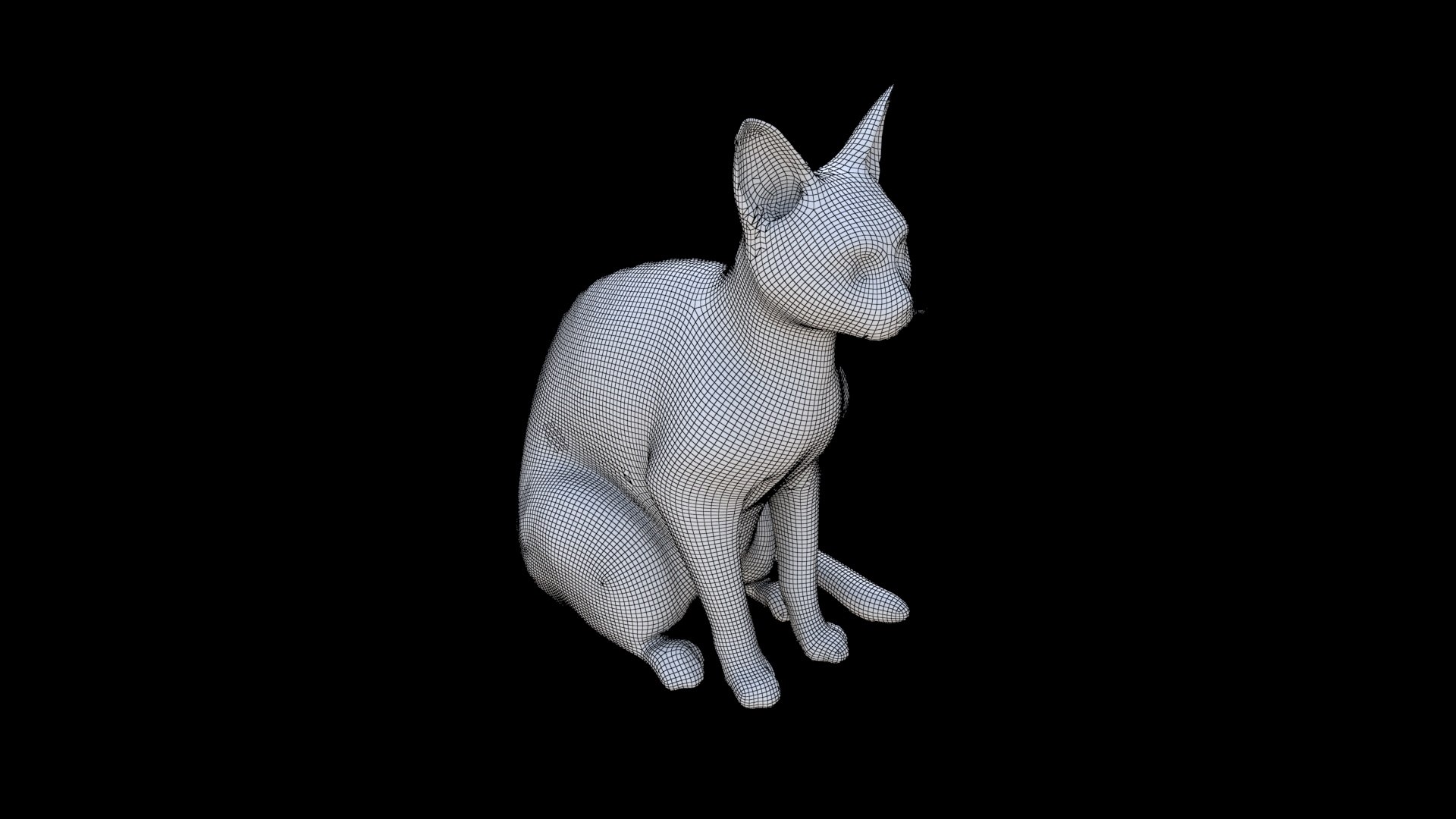 3D Abyssinian Seated Model - TurboSquid 2334339