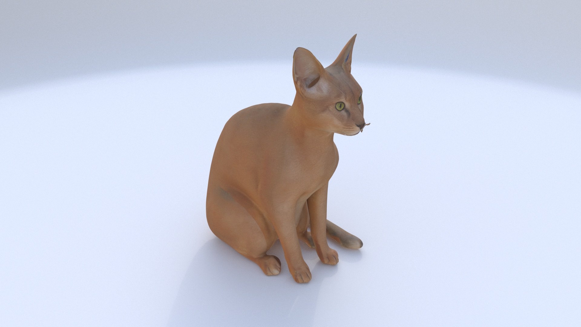 3D Abyssinian Seated Model - TurboSquid 2334339