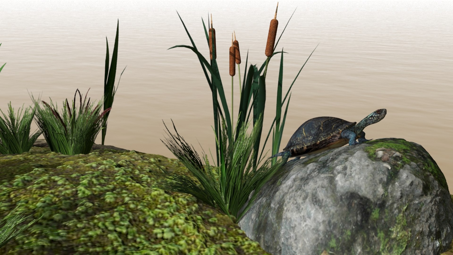 Swamp Snake Turtle Model - TurboSquid 1373154