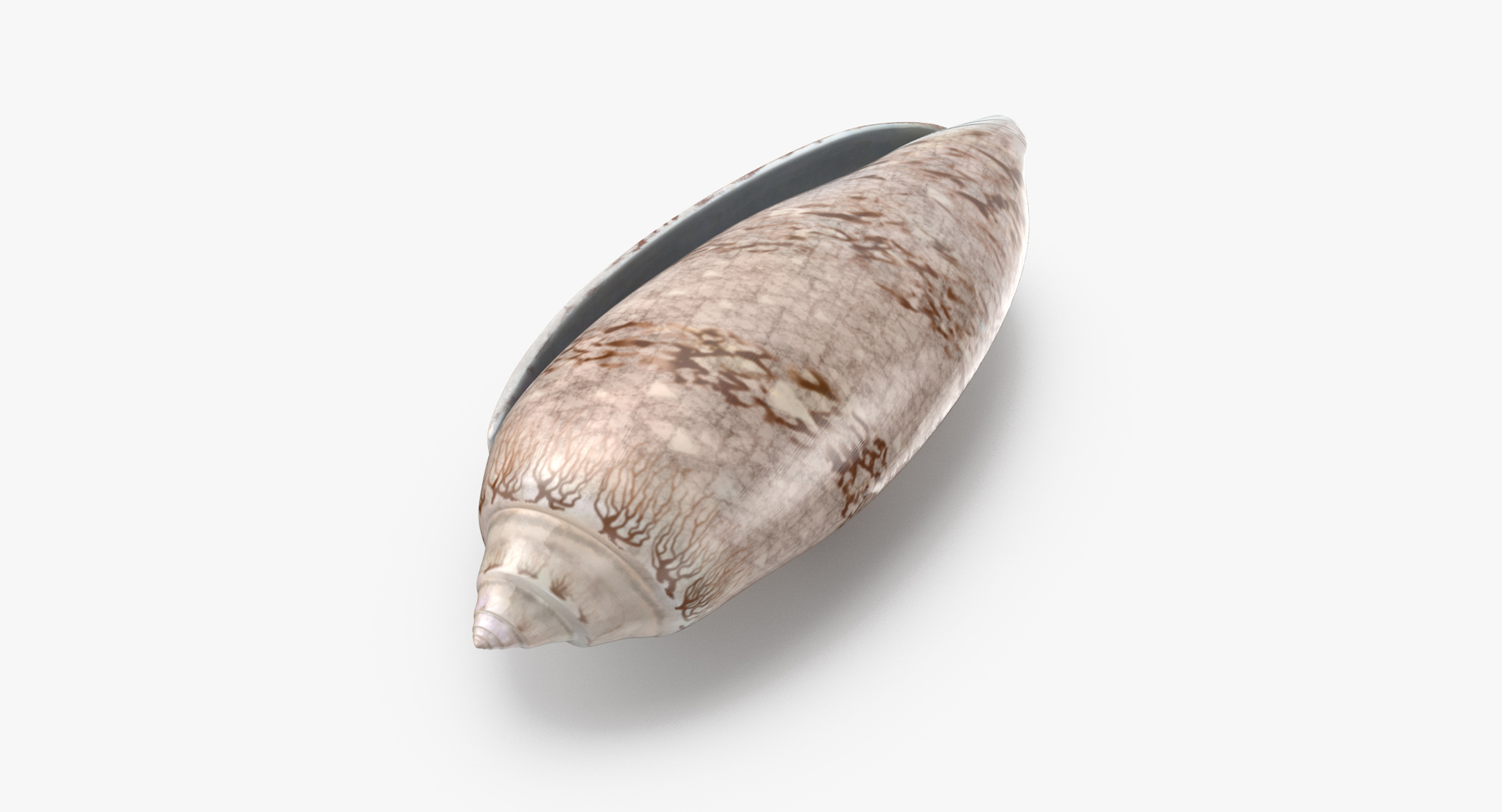 3d model olive shell