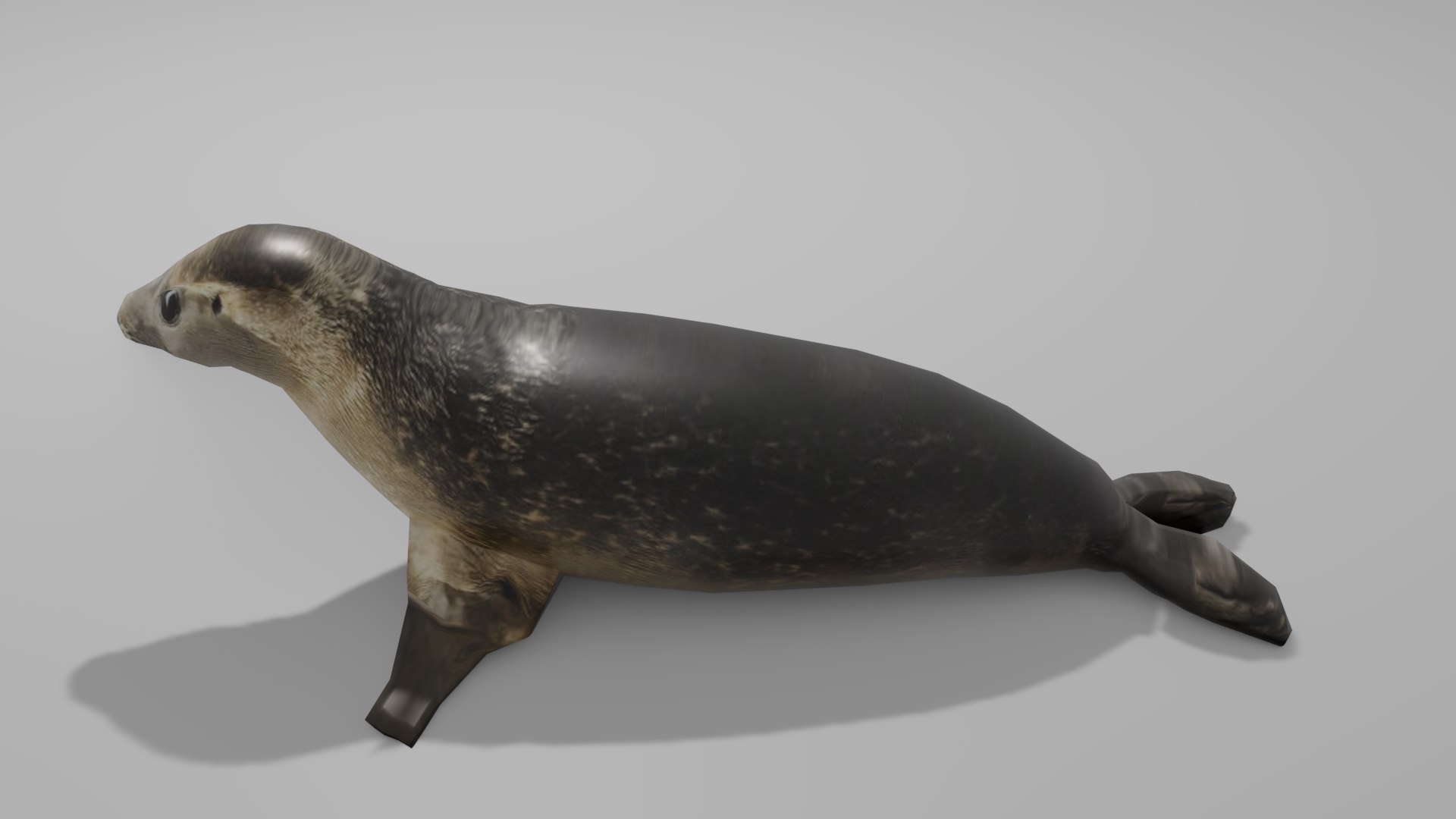 Seal Model - TurboSquid 2021084