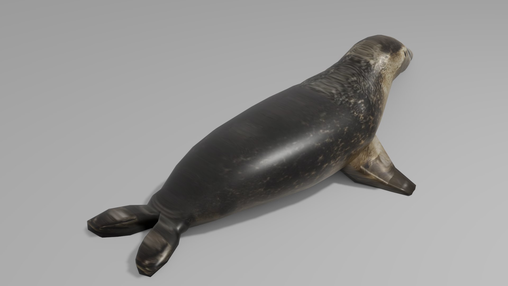Seal Model - TurboSquid 2021084