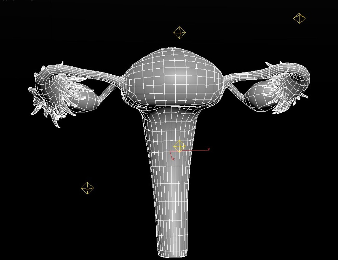 3D Model Female Reproductive - TurboSquid 1405491