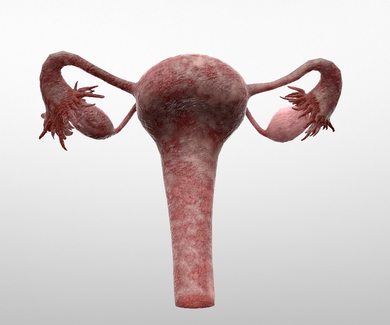 3D Model Female Reproductive - TurboSquid 1405491