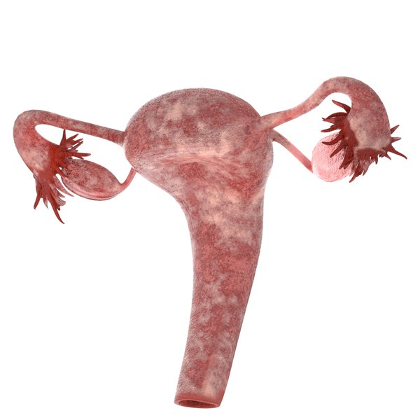 uterus cross section ovaries 3d model