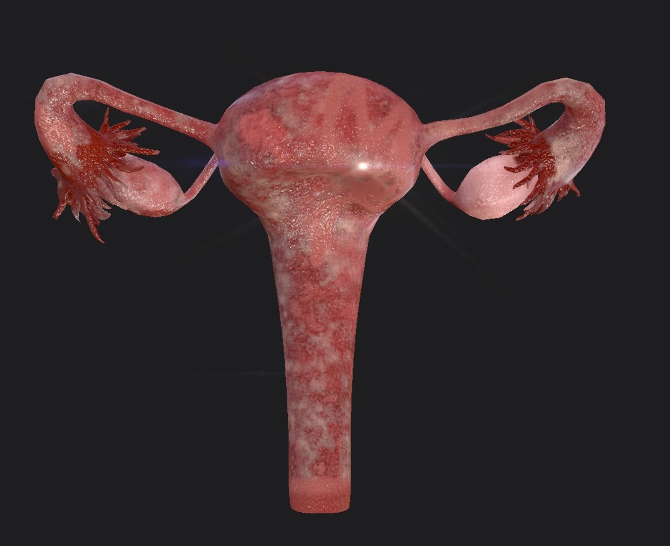 3D Model Female Reproductive - TurboSquid 1405491