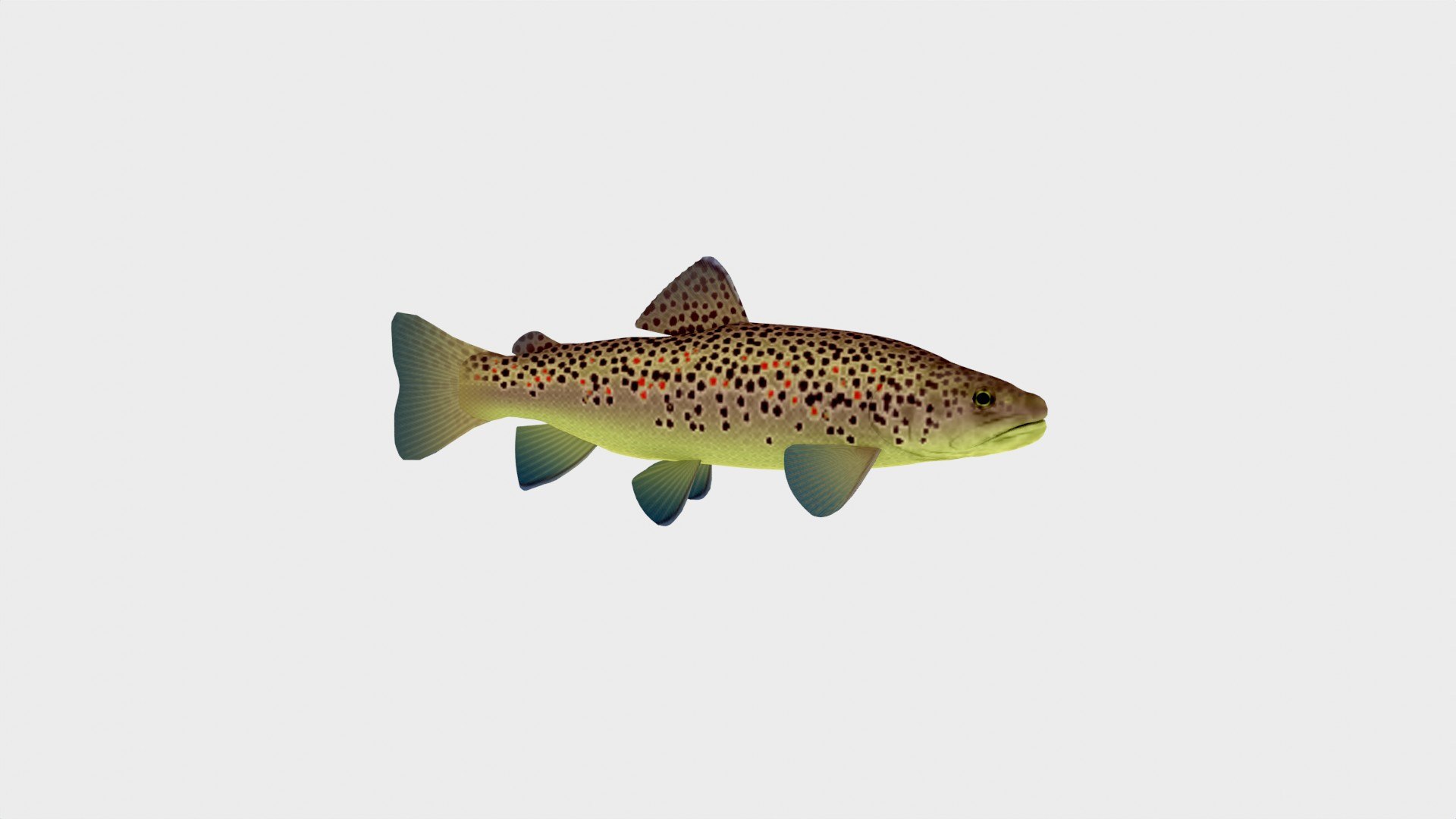 3D Brown Trout FishBrown Trout Fish 3D Model Low Poly - TurboSquid 2242556