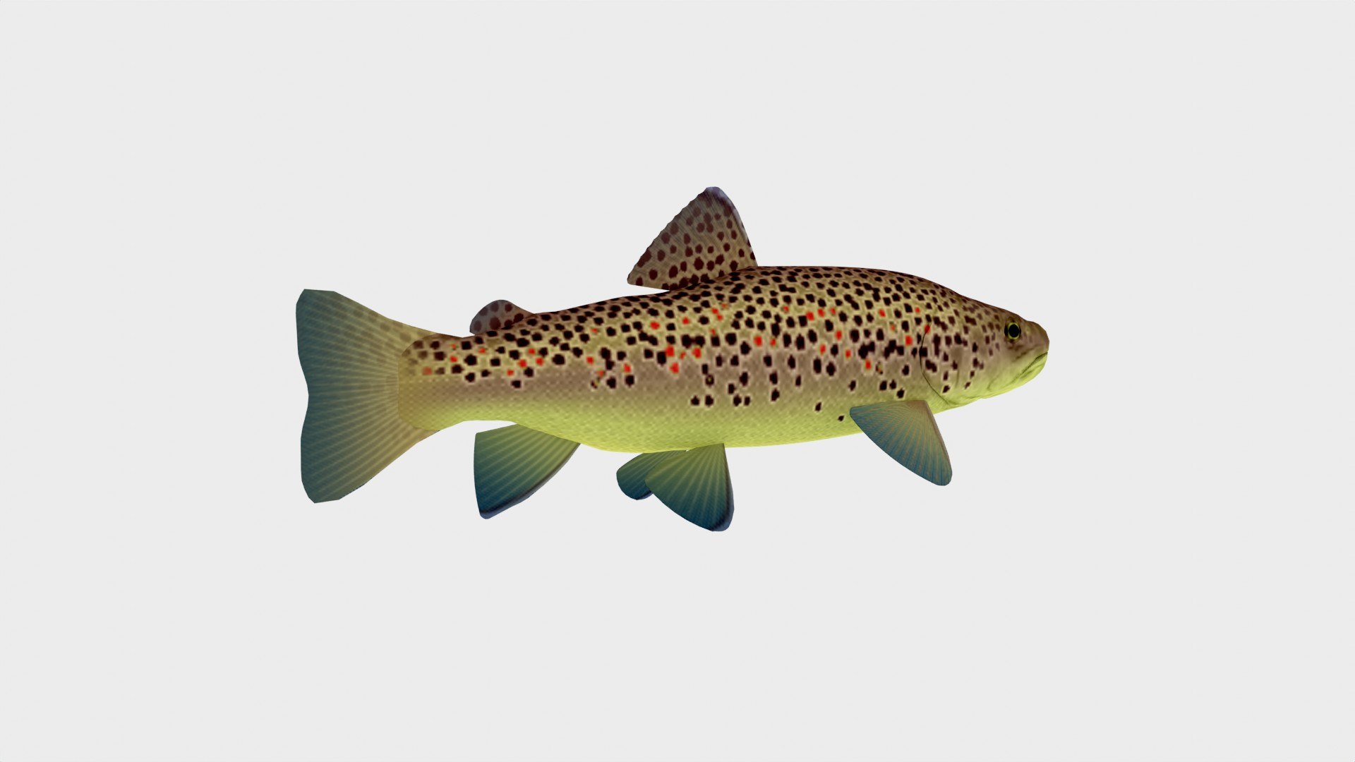 3D Brown Trout FishBrown Trout Fish 3D Model Low Poly - TurboSquid 2242556