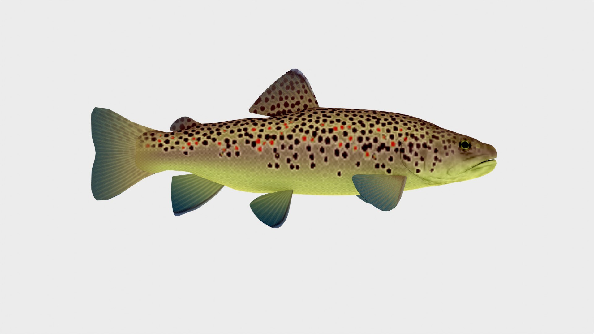3D Brown Trout FishBrown Trout Fish 3D Model Low Poly - TurboSquid 2242556