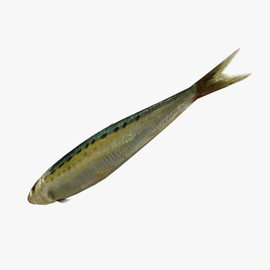 3ds Max Pilchard Sardine