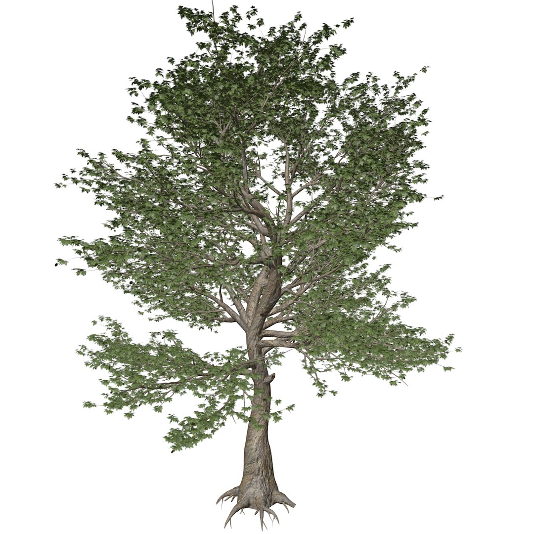 American Sycamore Tree Collection 3D - TurboSquid 2378954