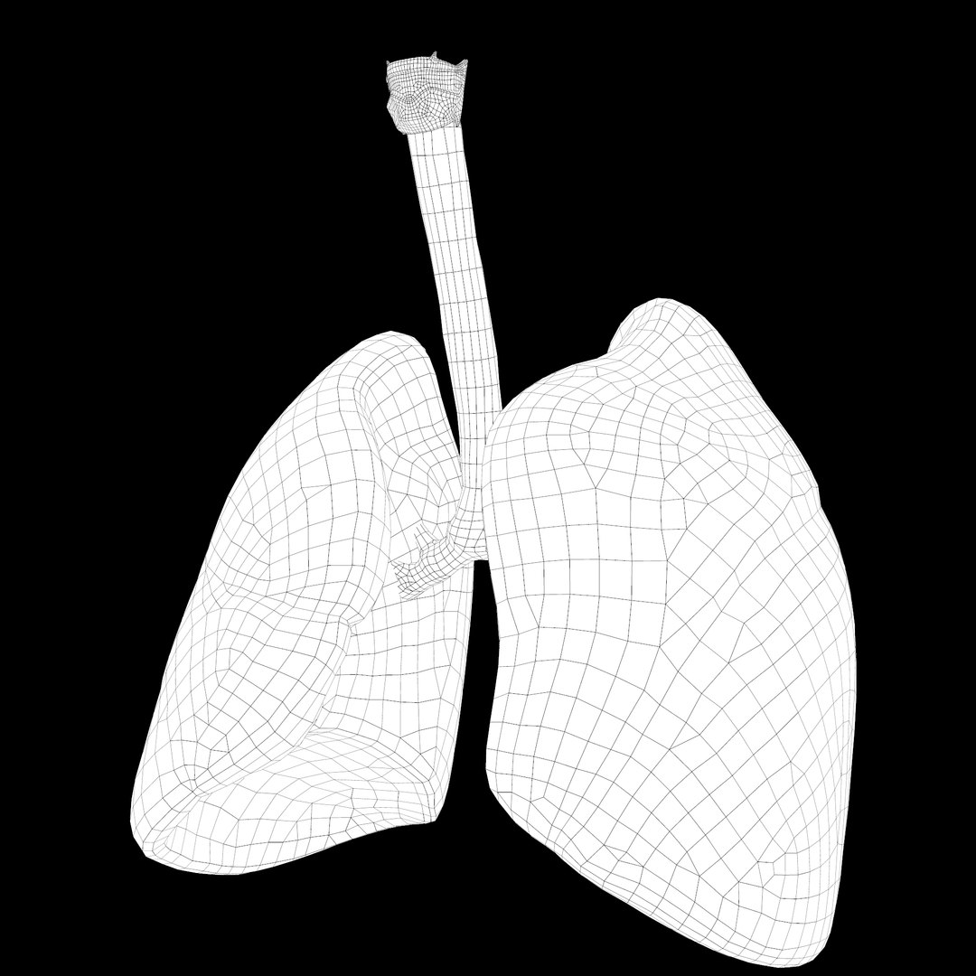 3D Human Lungs Model - TurboSquid 1647203