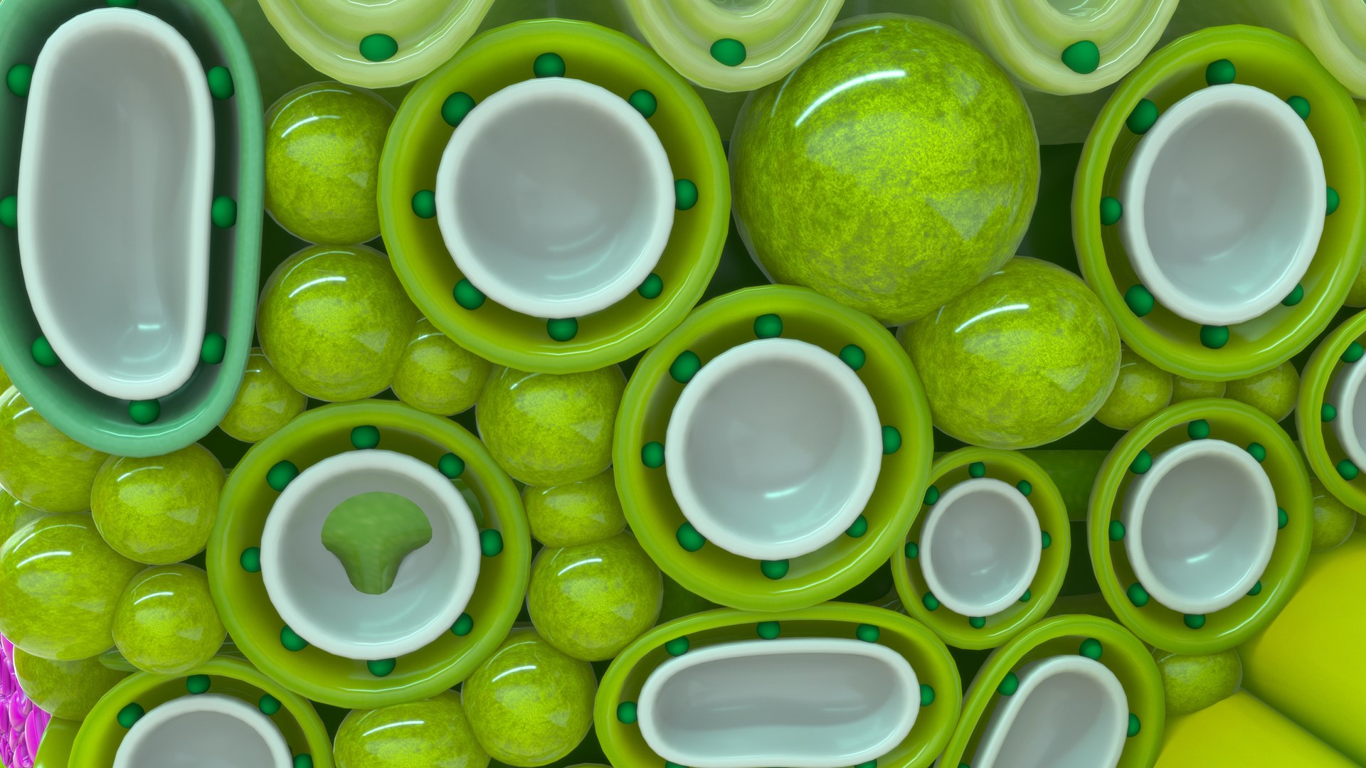 Vascular Tissue 3D Model - TurboSquid 2207482