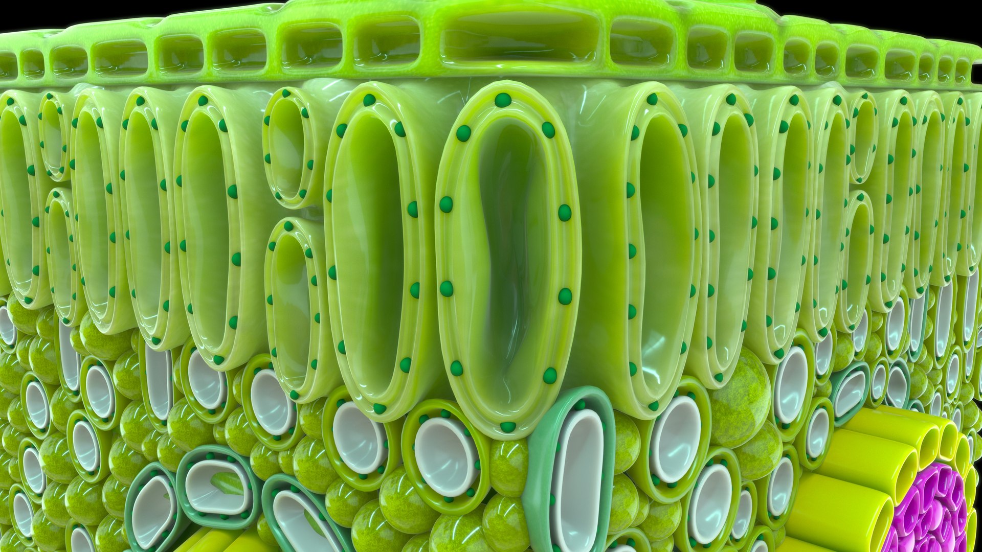 Vascular Tissue 3D Model - TurboSquid 2207482