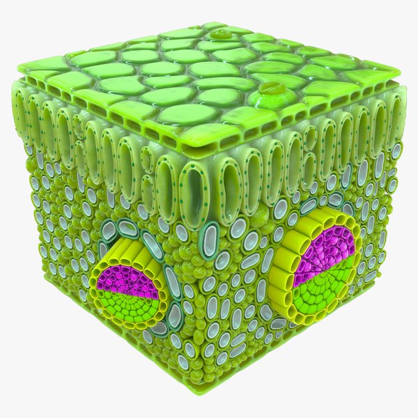 modelo 3d Tejido vascular - TurboSquid 2207482