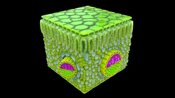 modelo 3d Tejido vascular - TurboSquid 2207482