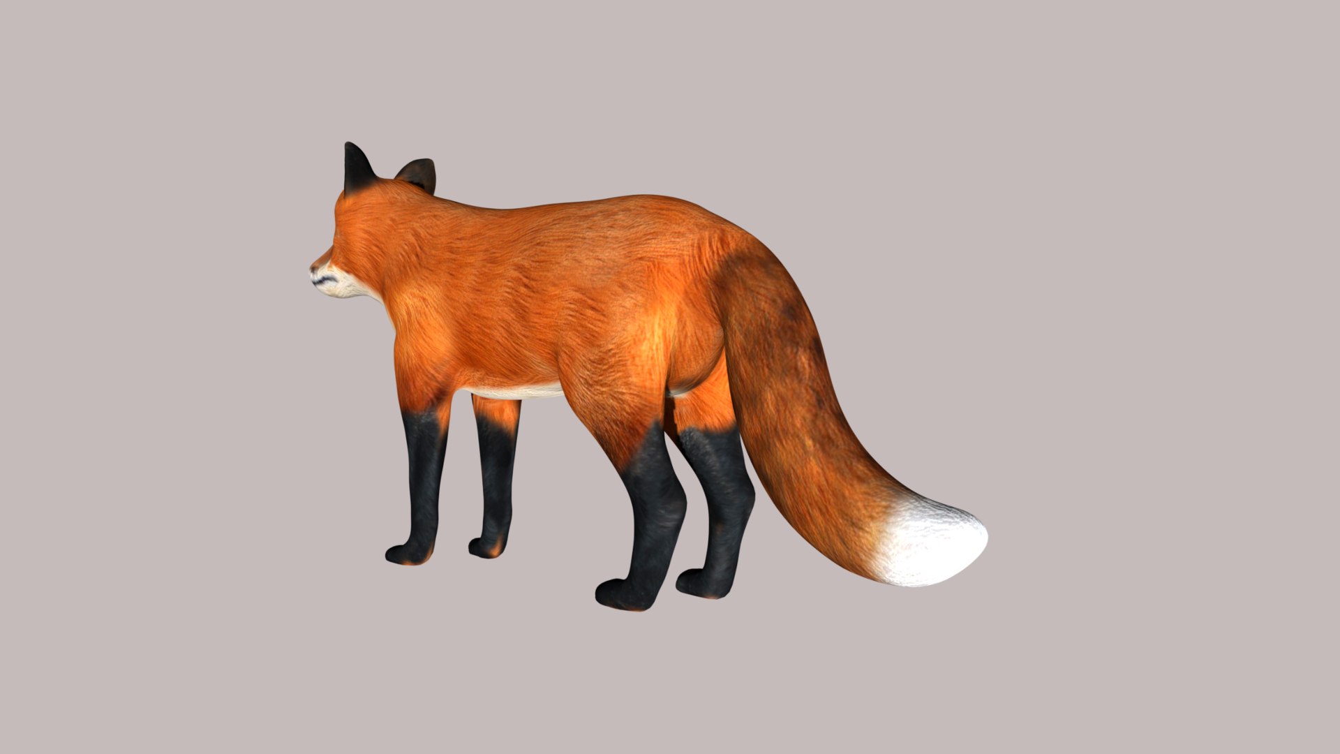 3D Rigged Low Poly Red Fox Model - TurboSquid 1755010