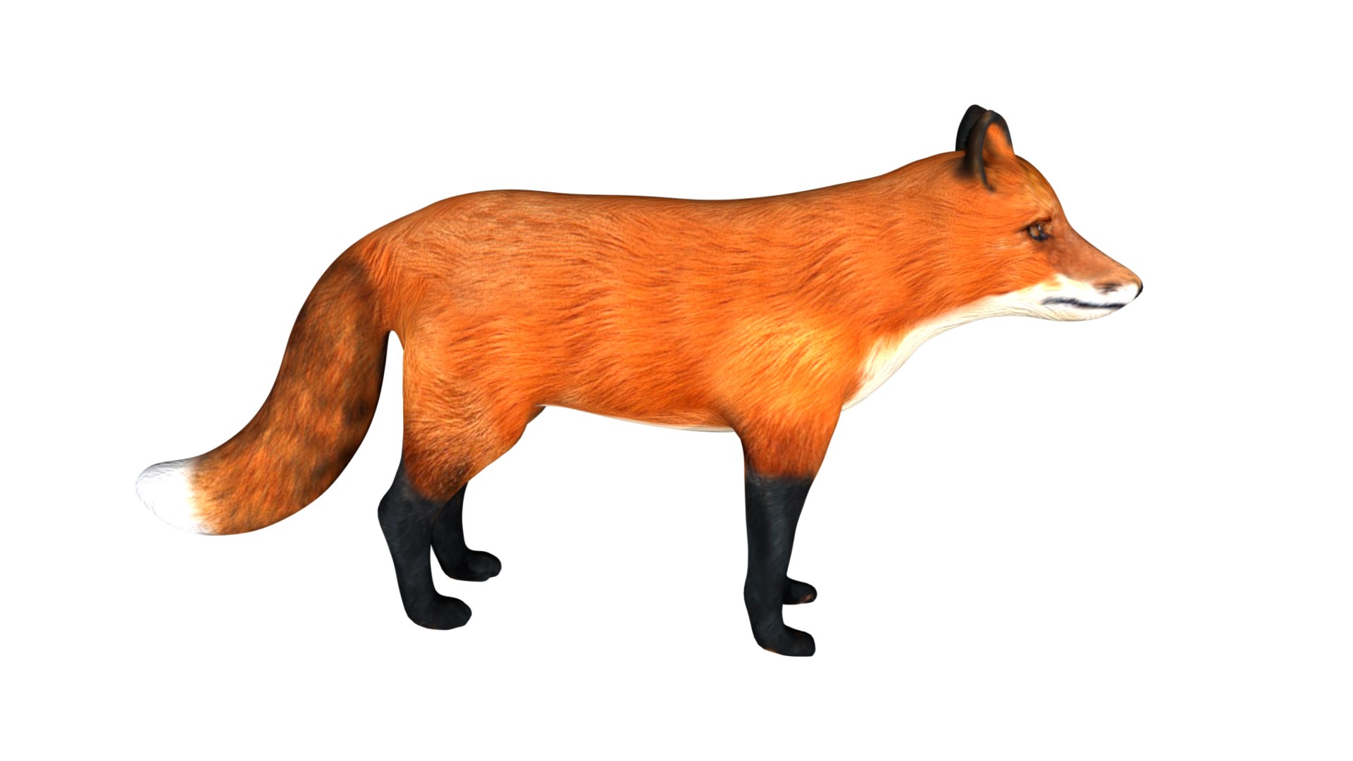 3D Rigged Low Poly Red Fox Model - TurboSquid 1755010