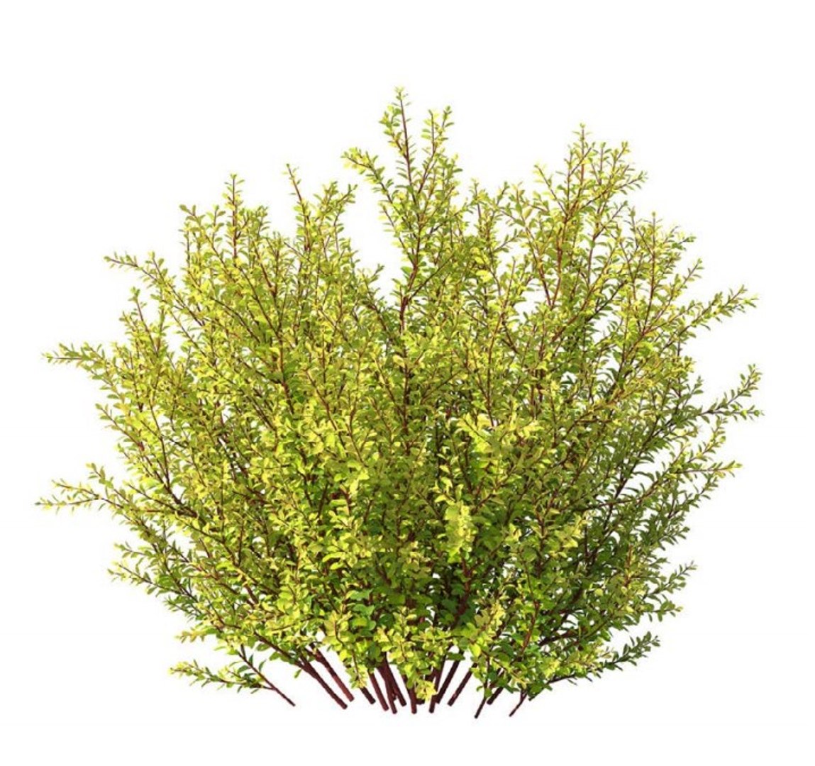 XfrogPlants HDTrees 7 3D Model - TurboSquid 1724827