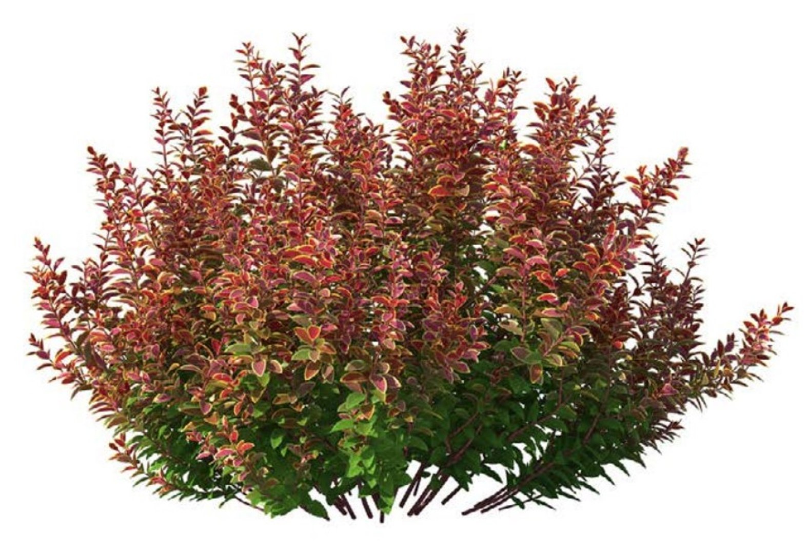 XfrogPlants HDTrees 7 3D Model - TurboSquid 1724827