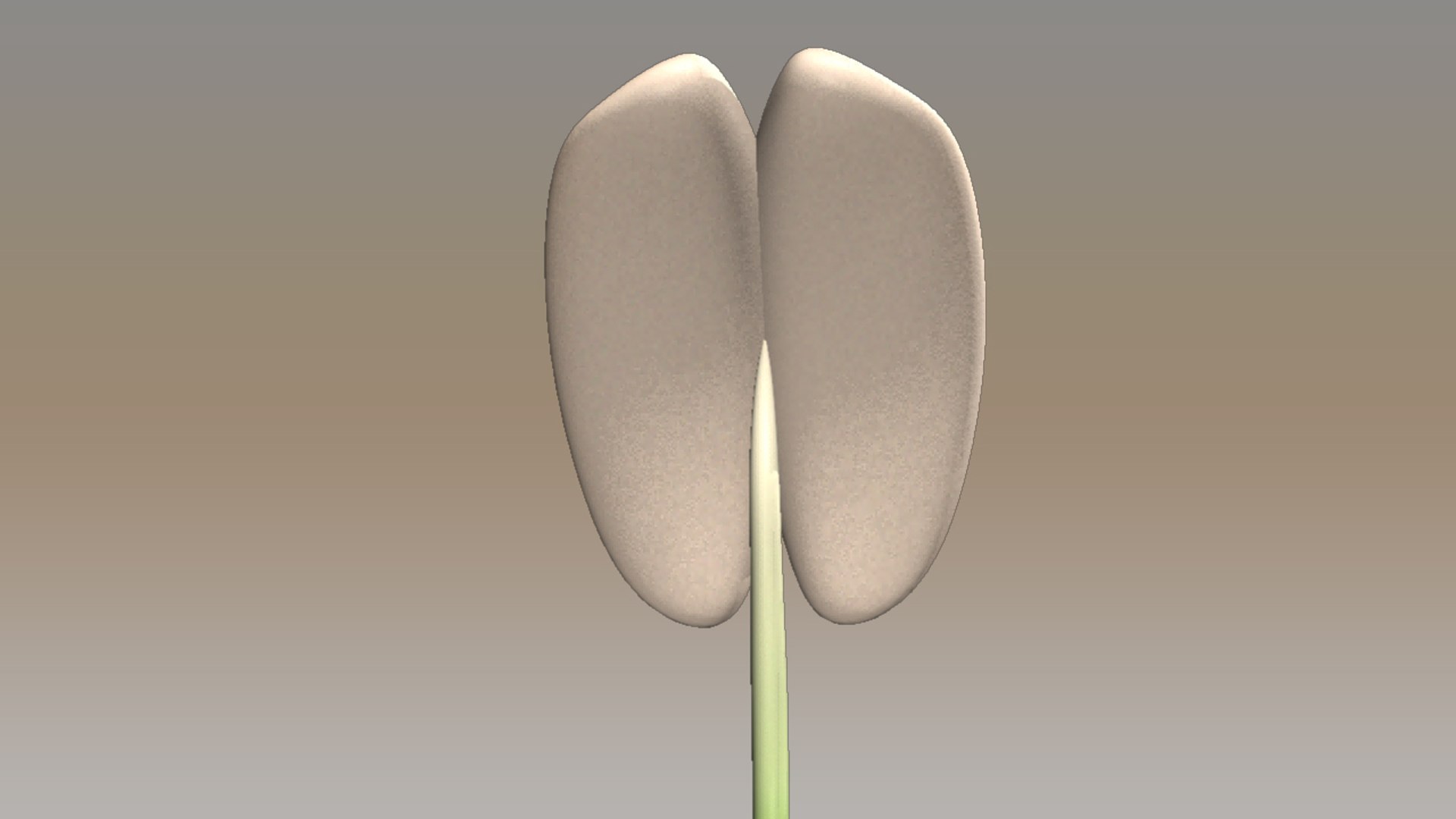 Structure Stamen Obj