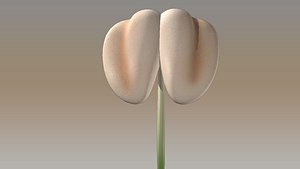 3D Stamen Models - Browse & Download Formats - TurboSquid