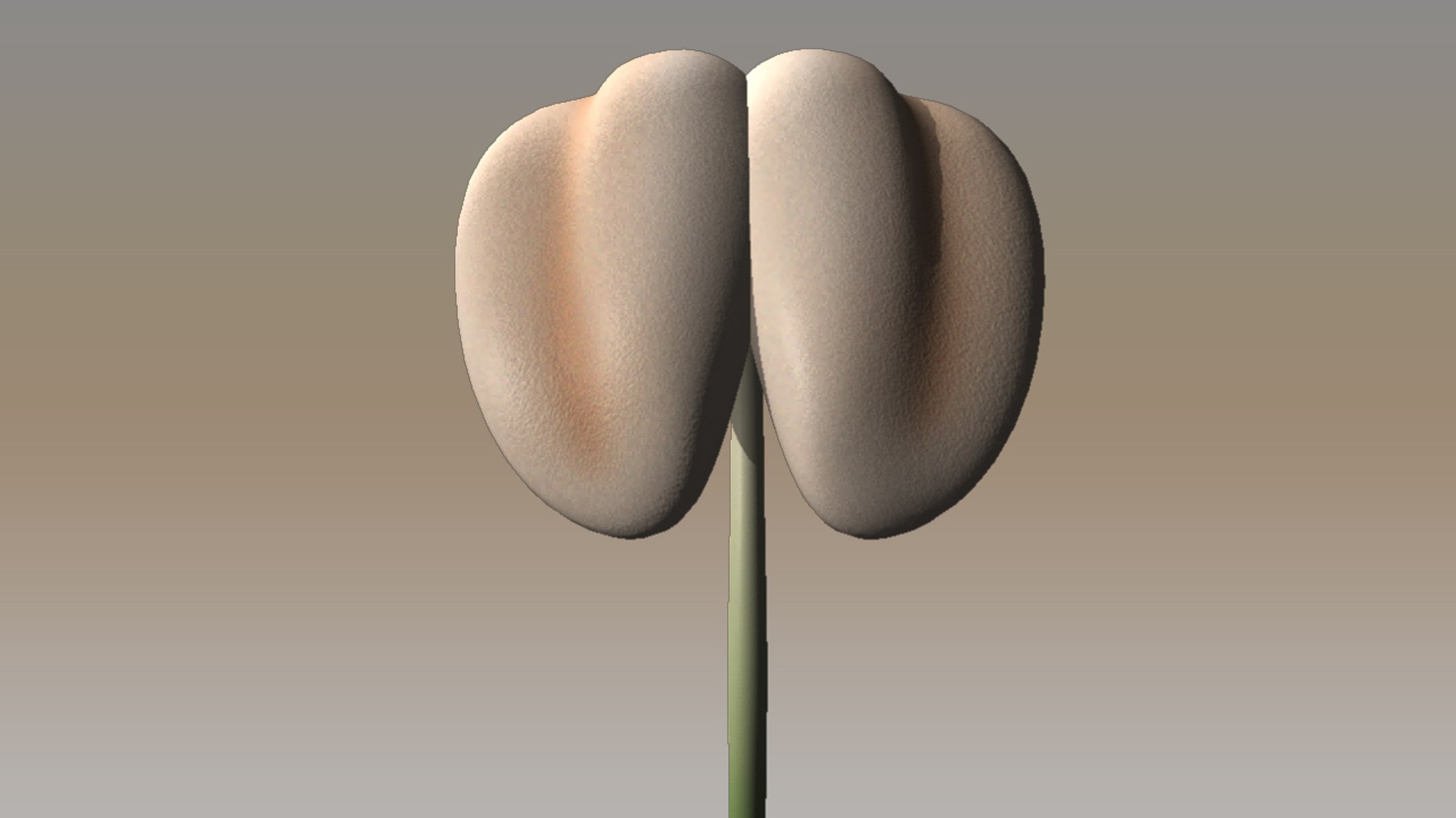 Structure Stamen Obj