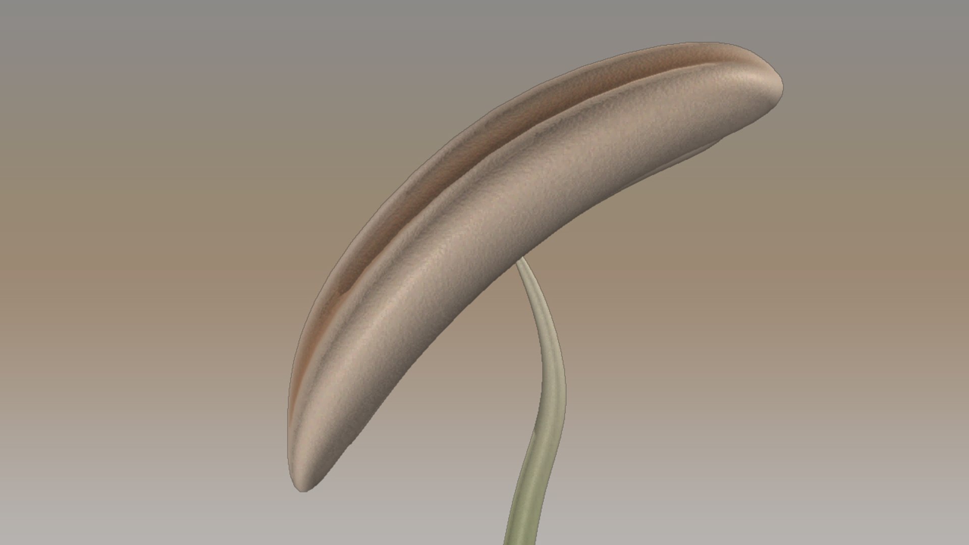 Structure Stamen Obj