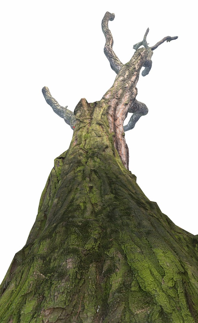 3d Acacia Tree