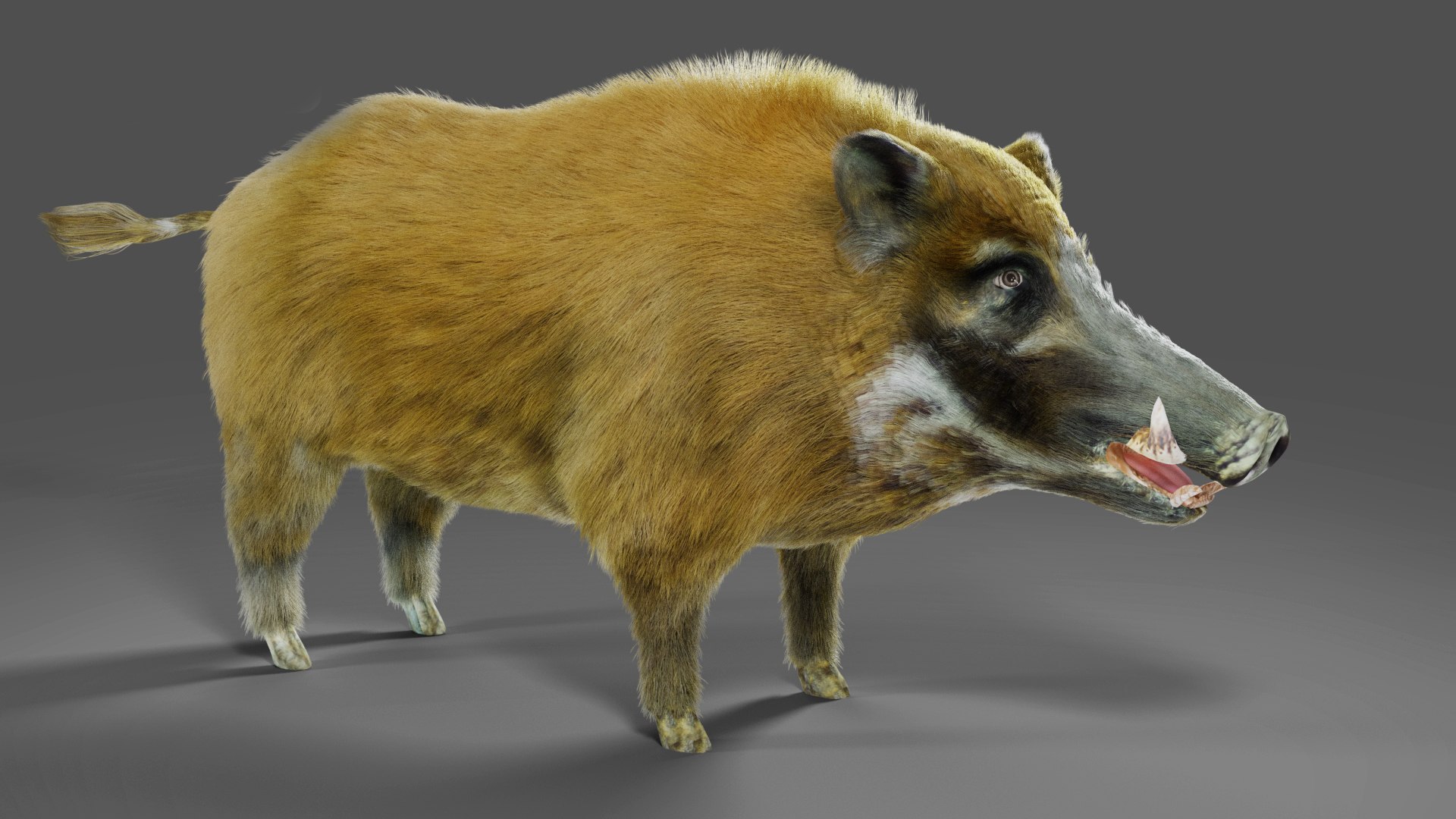 Fur Black Wild Boar Rigged V05 In Blender 3D Model - TurboSquid 1991626