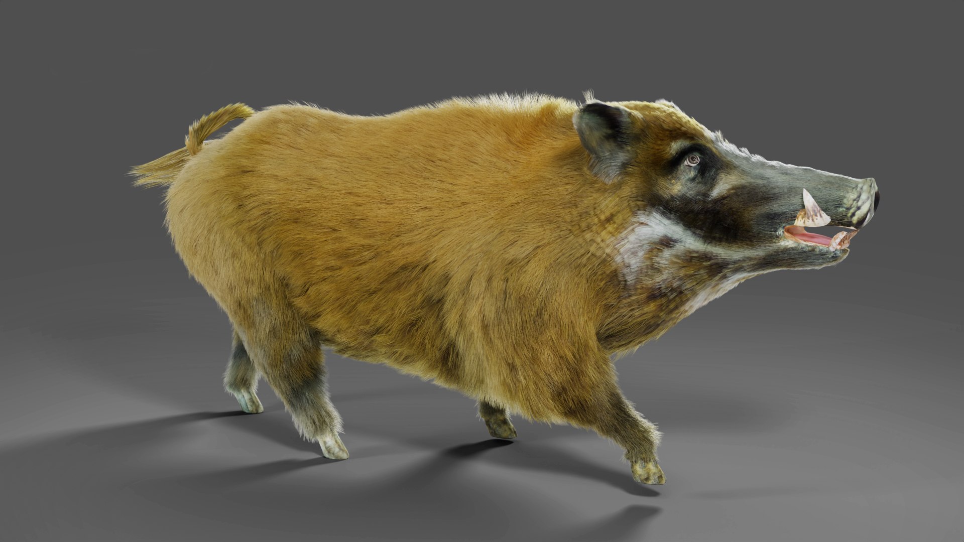 Fur Black Wild Boar Rigged V05 In Blender 3D Model - TurboSquid 1991626