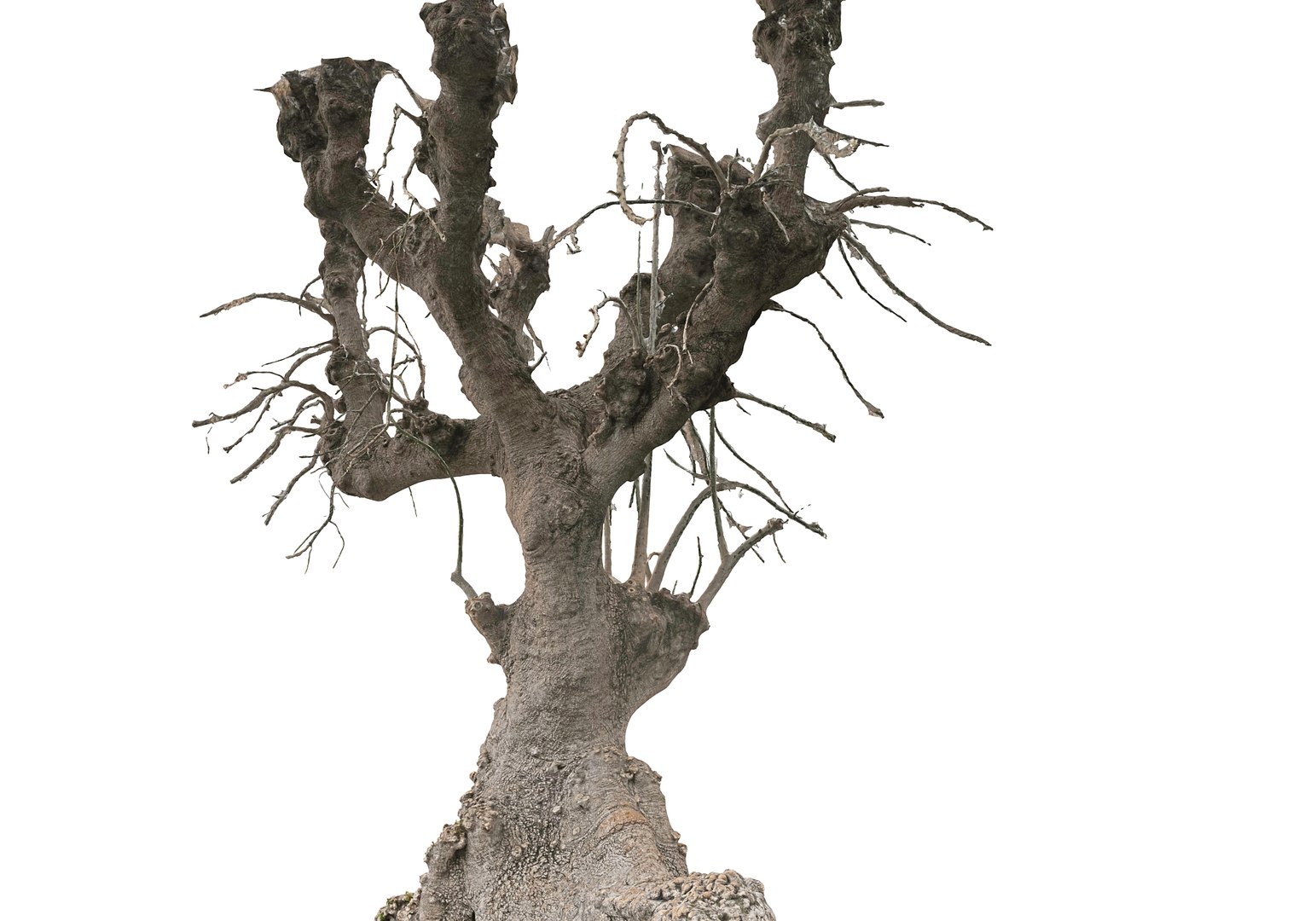 Spooky Tree 3D - TurboSquid 1872084