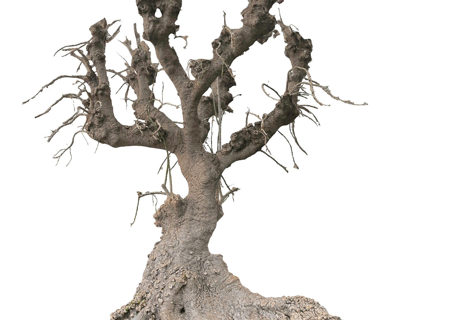 Spooky Tree 3D - TurboSquid 1872084