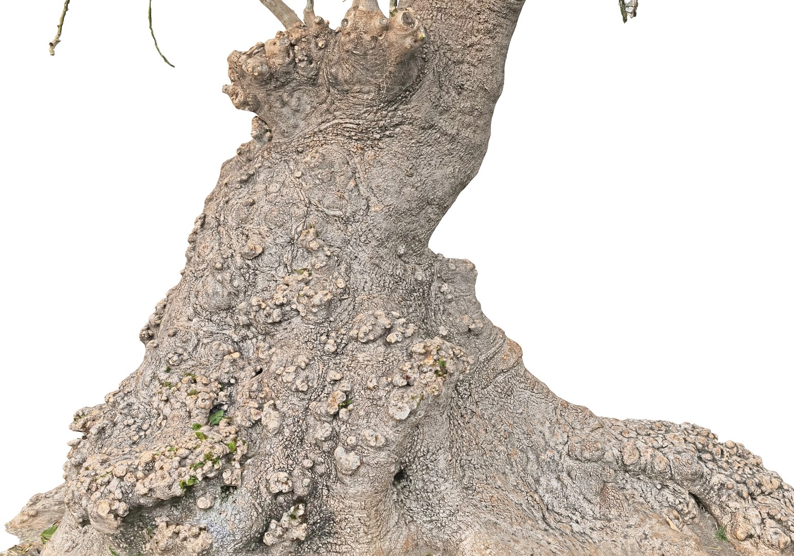 Spooky Tree 3D - TurboSquid 1872084