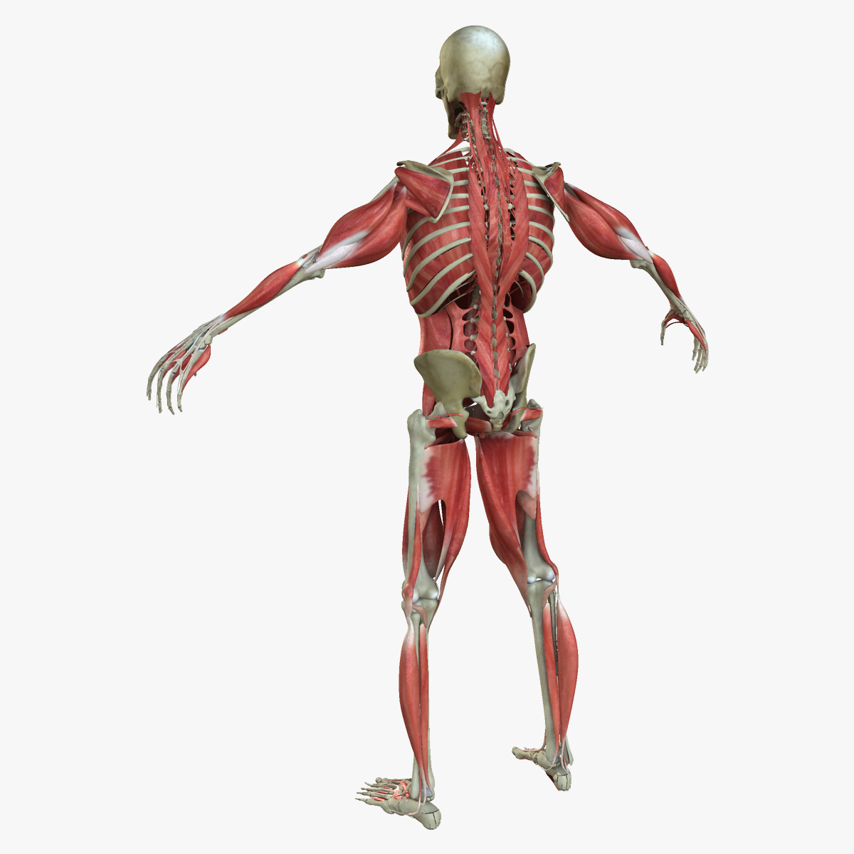 muscle anatomy medical edition 3d ma