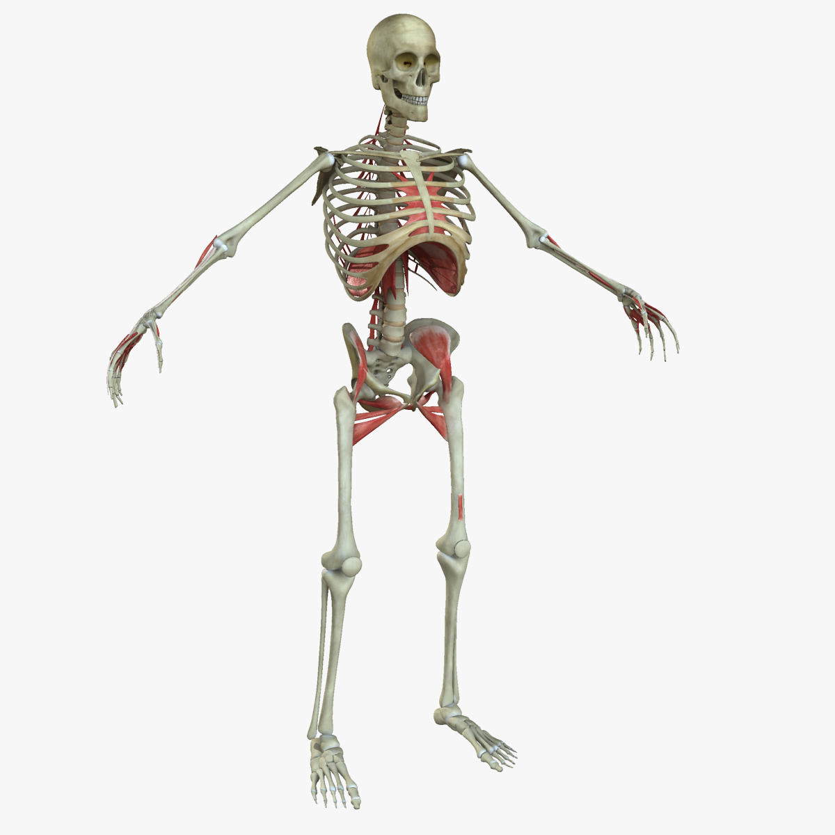 muscle anatomy medical edition 3d ma