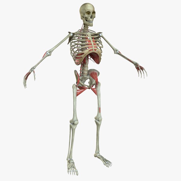 muscle anatomy medical edition 3d ma