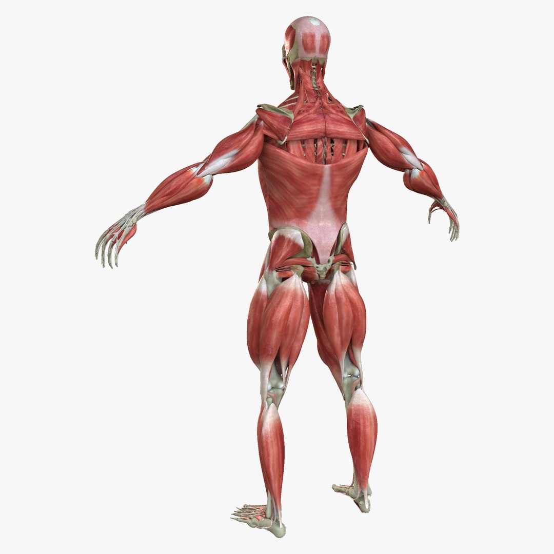 muscle anatomy medical edition 3d ma