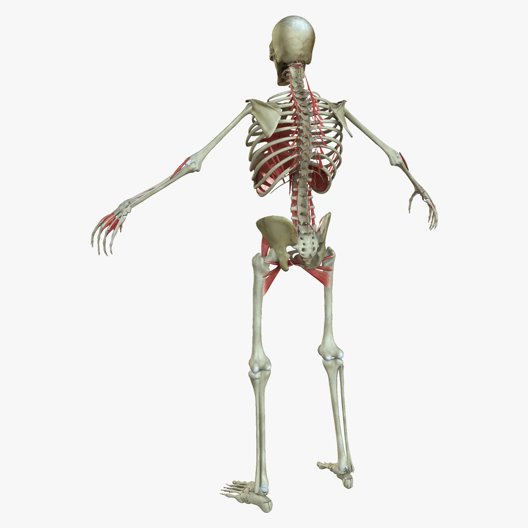 muscle anatomy medical edition 3d ma