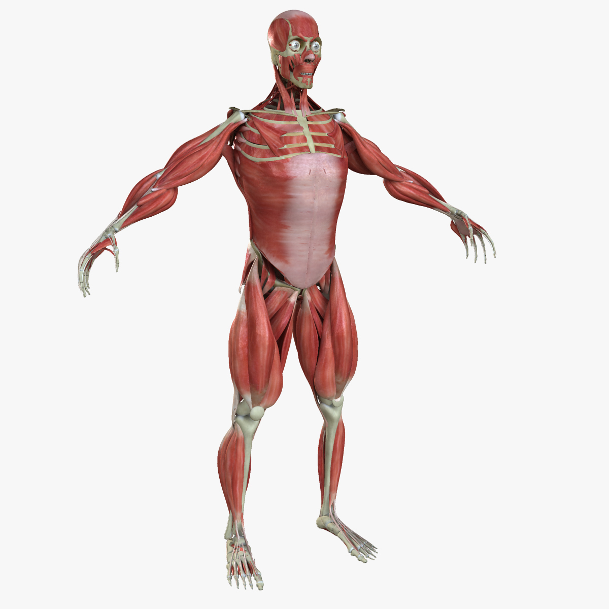 muscle anatomy medical edition 3d ma