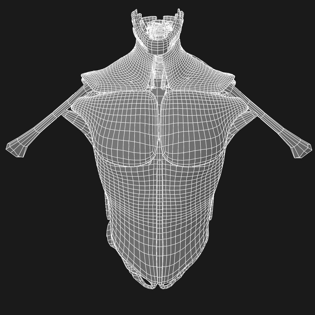 muscle anatomy medical edition 3d ma