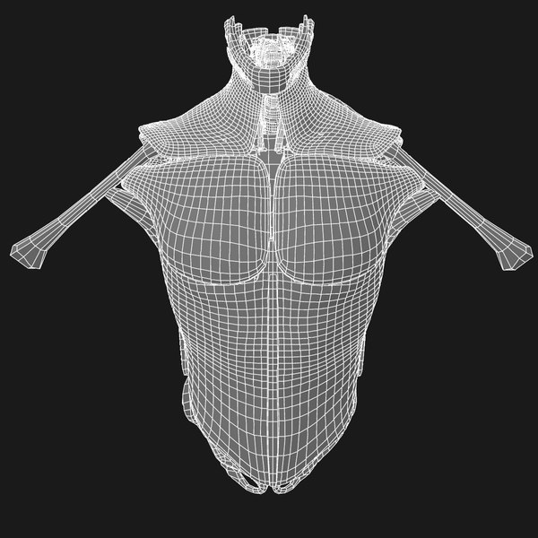 muscle anatomy medical edition 3d ma