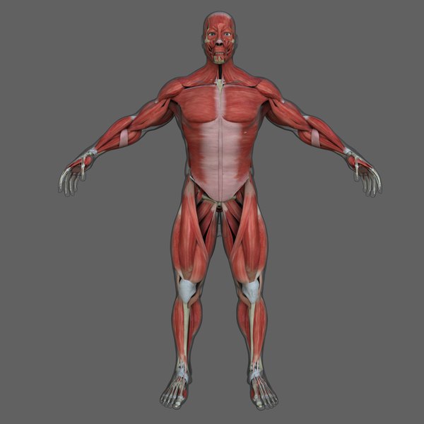 muscle anatomy medical edition 3d ma