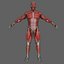 Muscle Anatomy Medical Edition 3d Ma