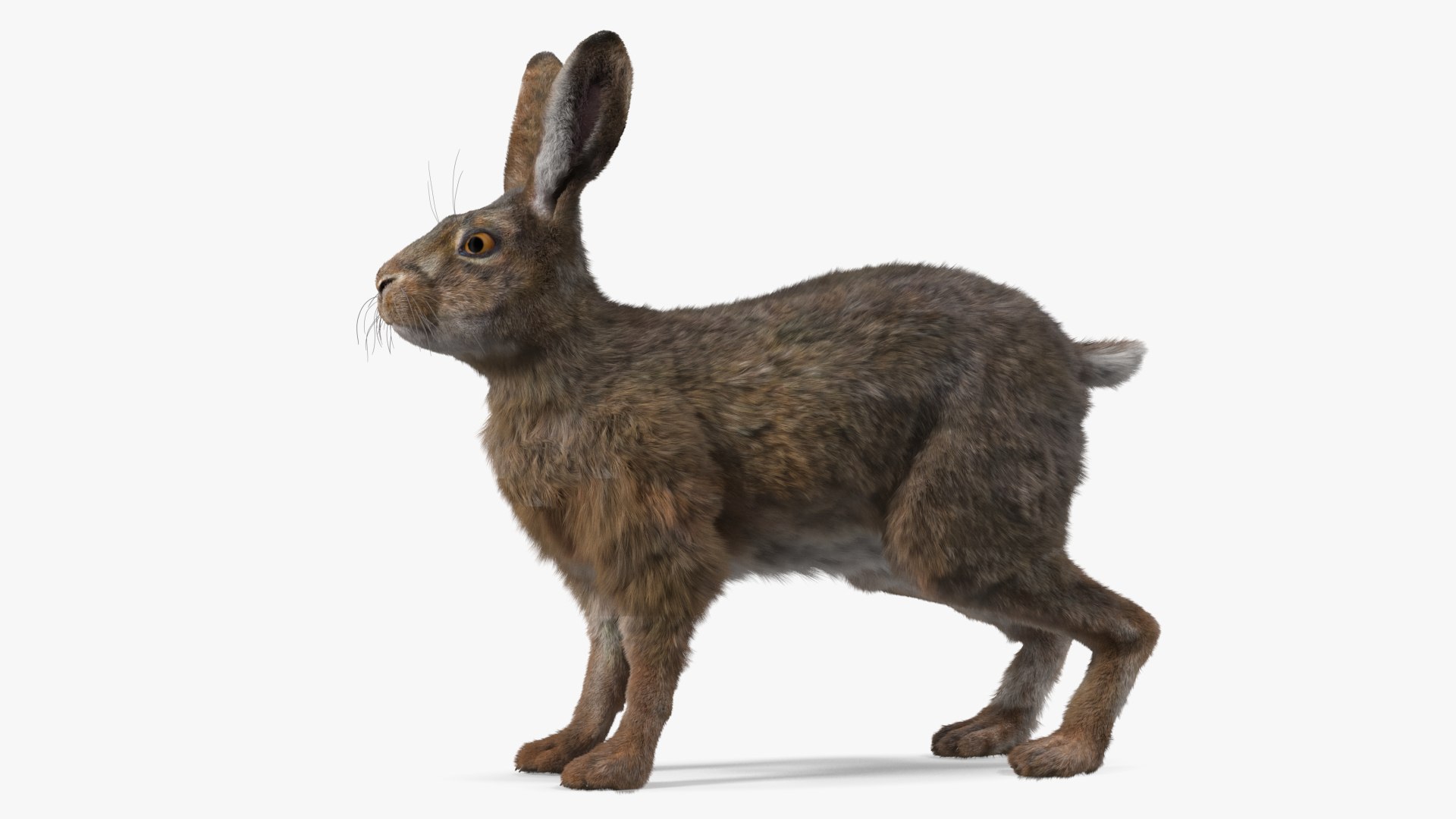 European Hare Fur 3D - TurboSquid 2128323