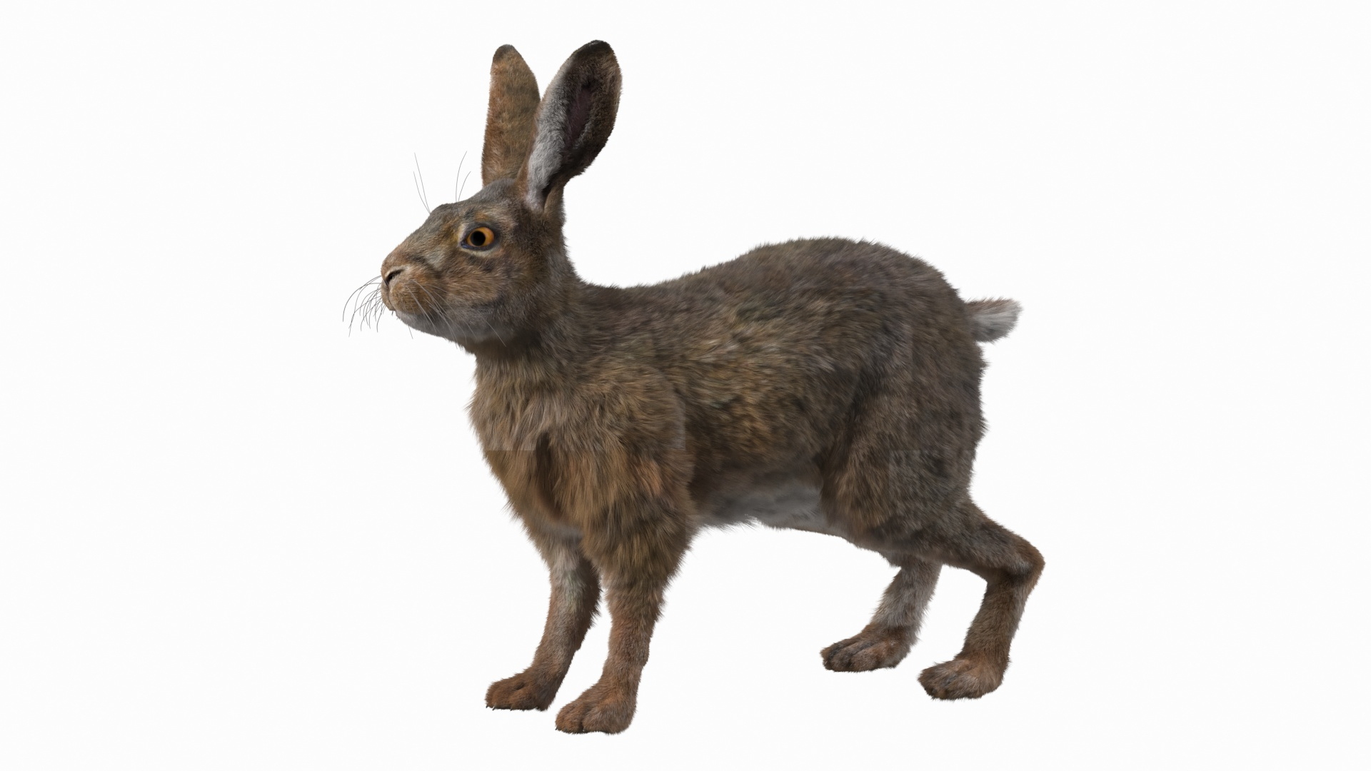 European Hare Fur 3D - TurboSquid 2128323