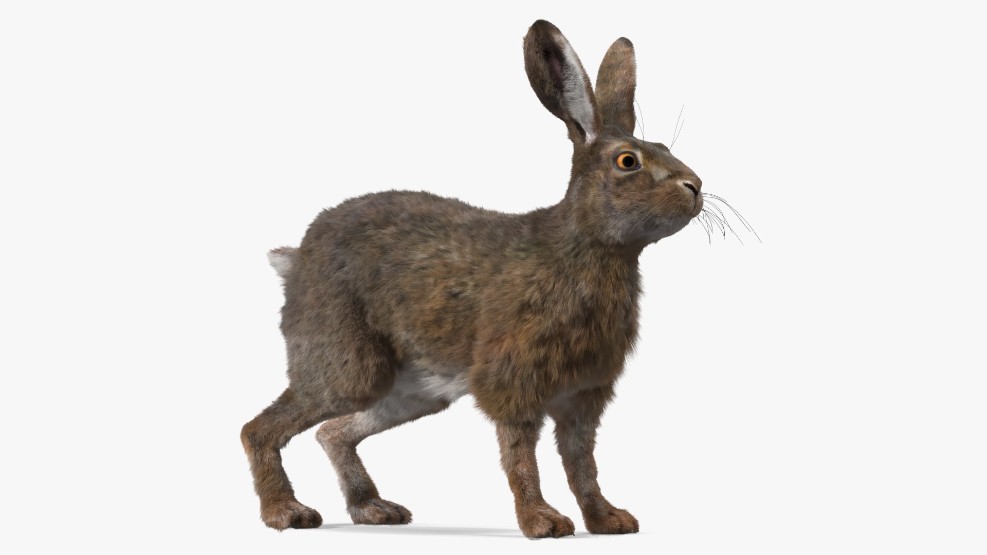 European Hare Fur 3D - TurboSquid 2128323