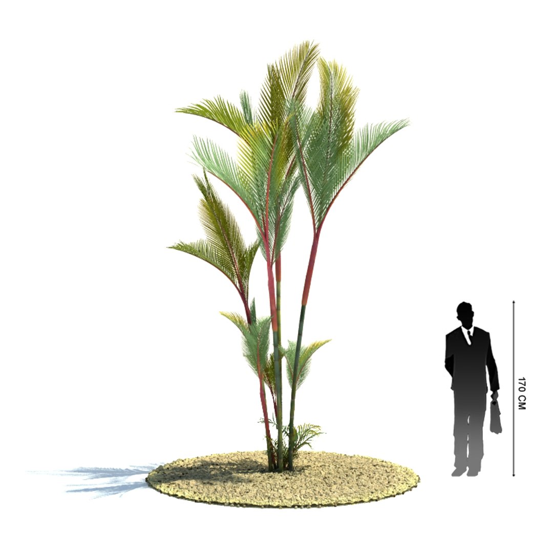 Exotic Tree Cyrtostachys Renda 3d 3ds