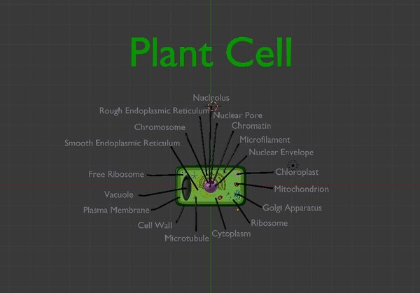 plant cell 3d model